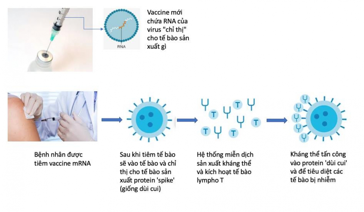 Điểm giống và khác nhau giữa kháng thể đơn dòng và vaccine Covid-19