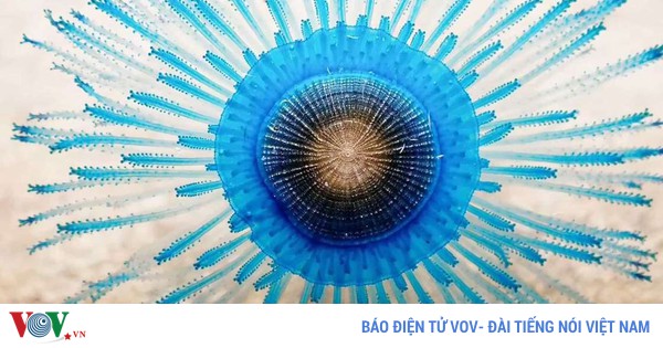 Cận cảnh sứa mặt trời tuyệt đẹp ở Queensland (Australia)