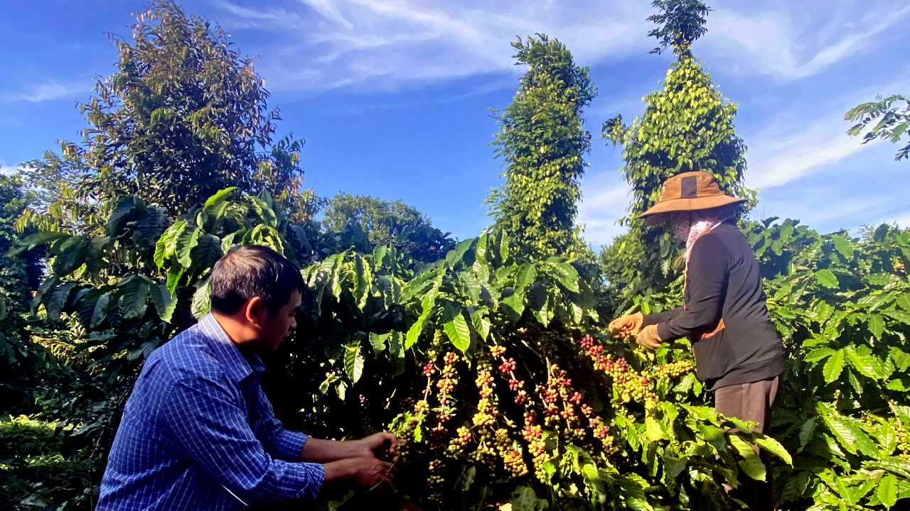 Giá cà phê hôm nay 23/1: Giá cà phê Robusta và Arabica đồng loạt tăng
