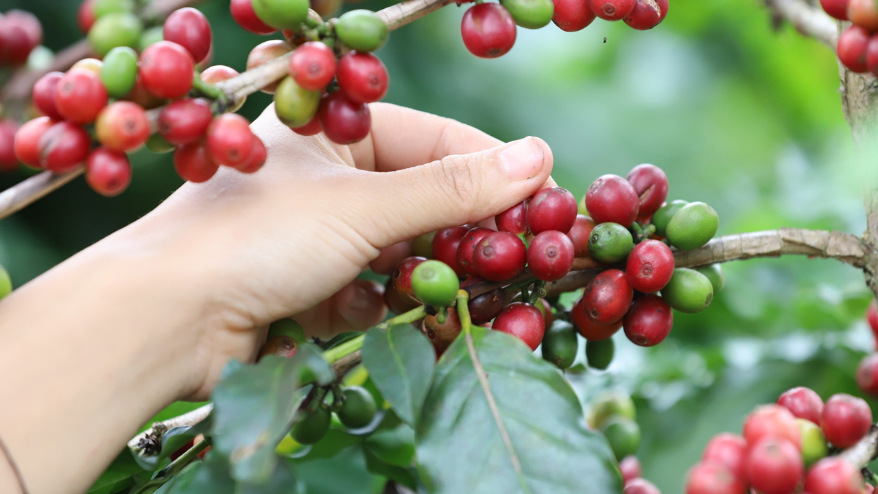 Giá cà phê hôm nay 8/5: Giá cà phê Robusta giảm mạnh