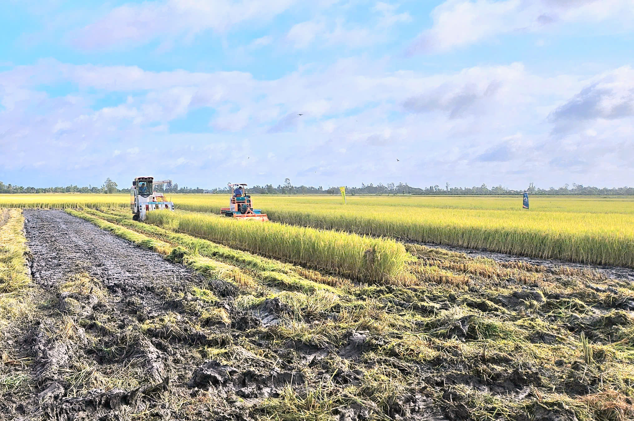 Thu hoạch lúa, vườn cây ăn quả để tránh thiệt hại lũ kết hợp với triều ...