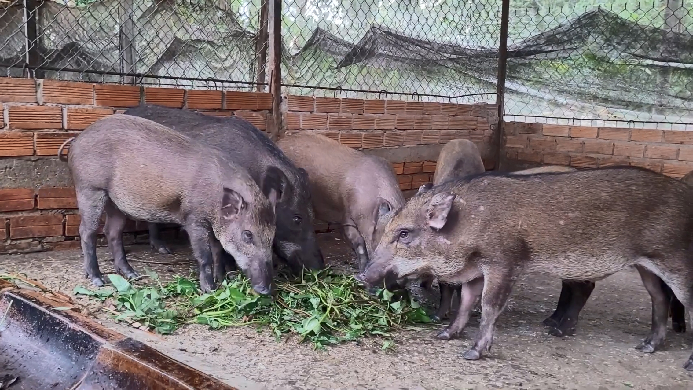 Thoát nghèo từ mô hình nuôi heo rừng