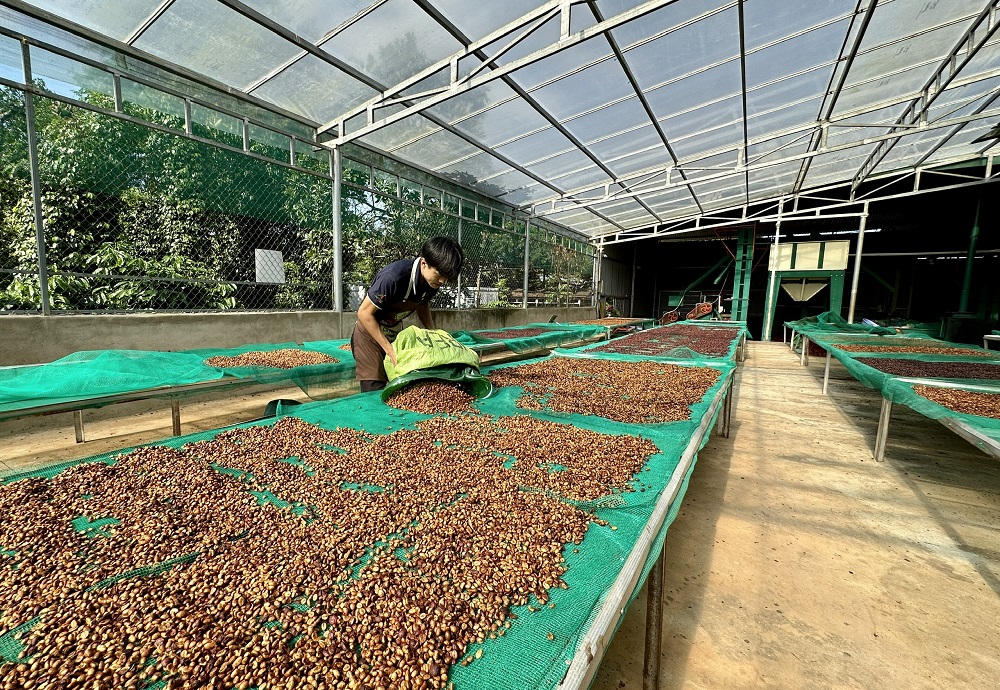 Ban hành quy chế quản lý chỉ dẫn địa lý “Buôn Ma Thuột” cho cà phê Robusta