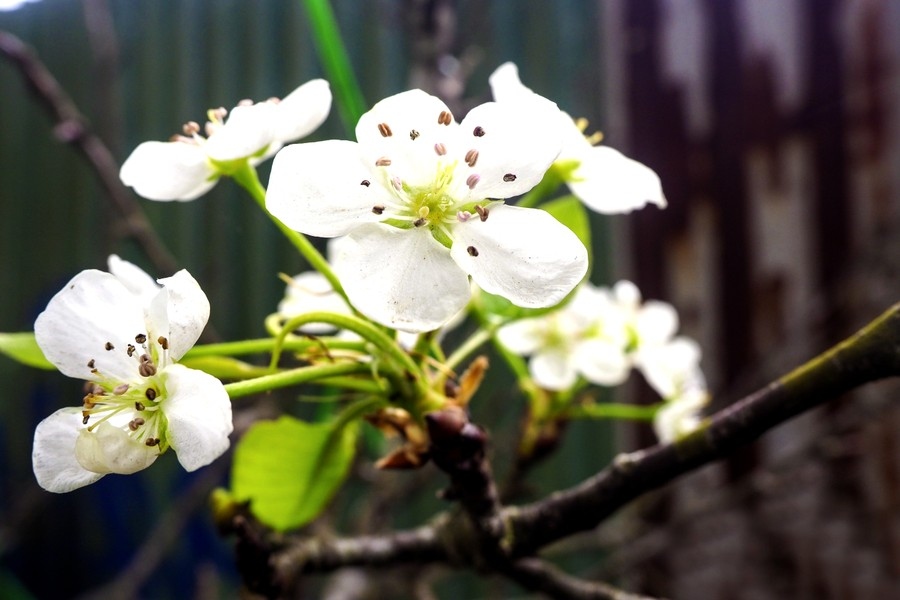 Hanoi streets dotted with wild pear flowers signaling festive season