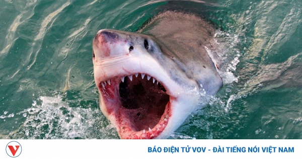 Mẹo sống sót khi bị cá mập tấn công ở biển
